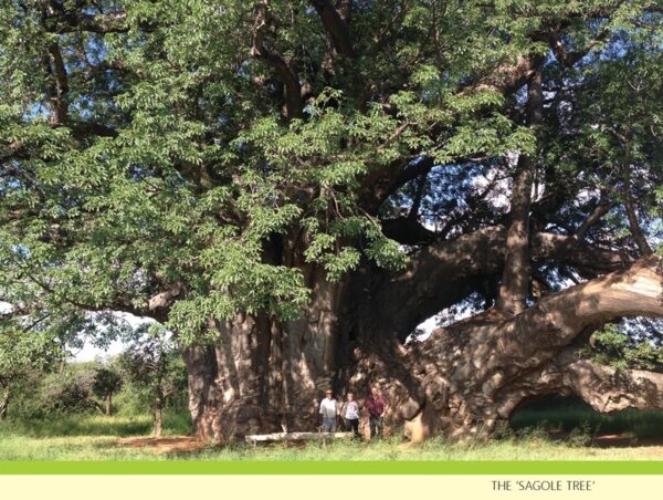 The Sagole Tree | Eco Products