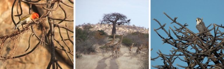 Vanessa Bristow: a bird's guide to baobab trees | Eco Products